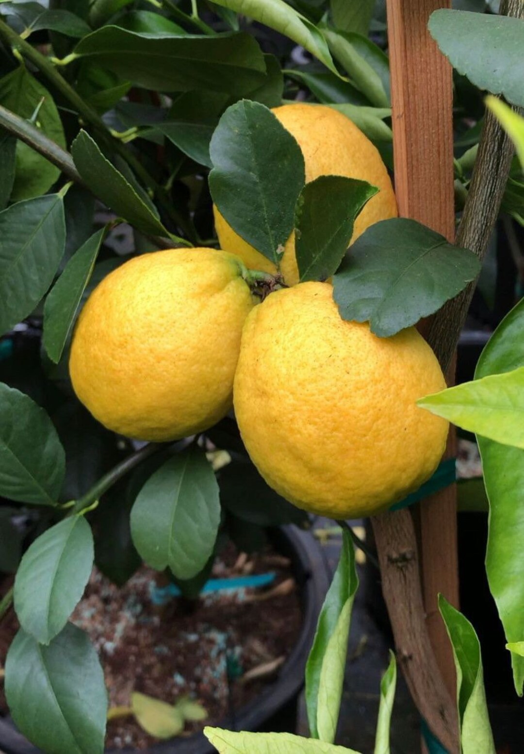 California Only!! New Zealand Lemonade Semi Dwarf 24-36 Inches Tall ...