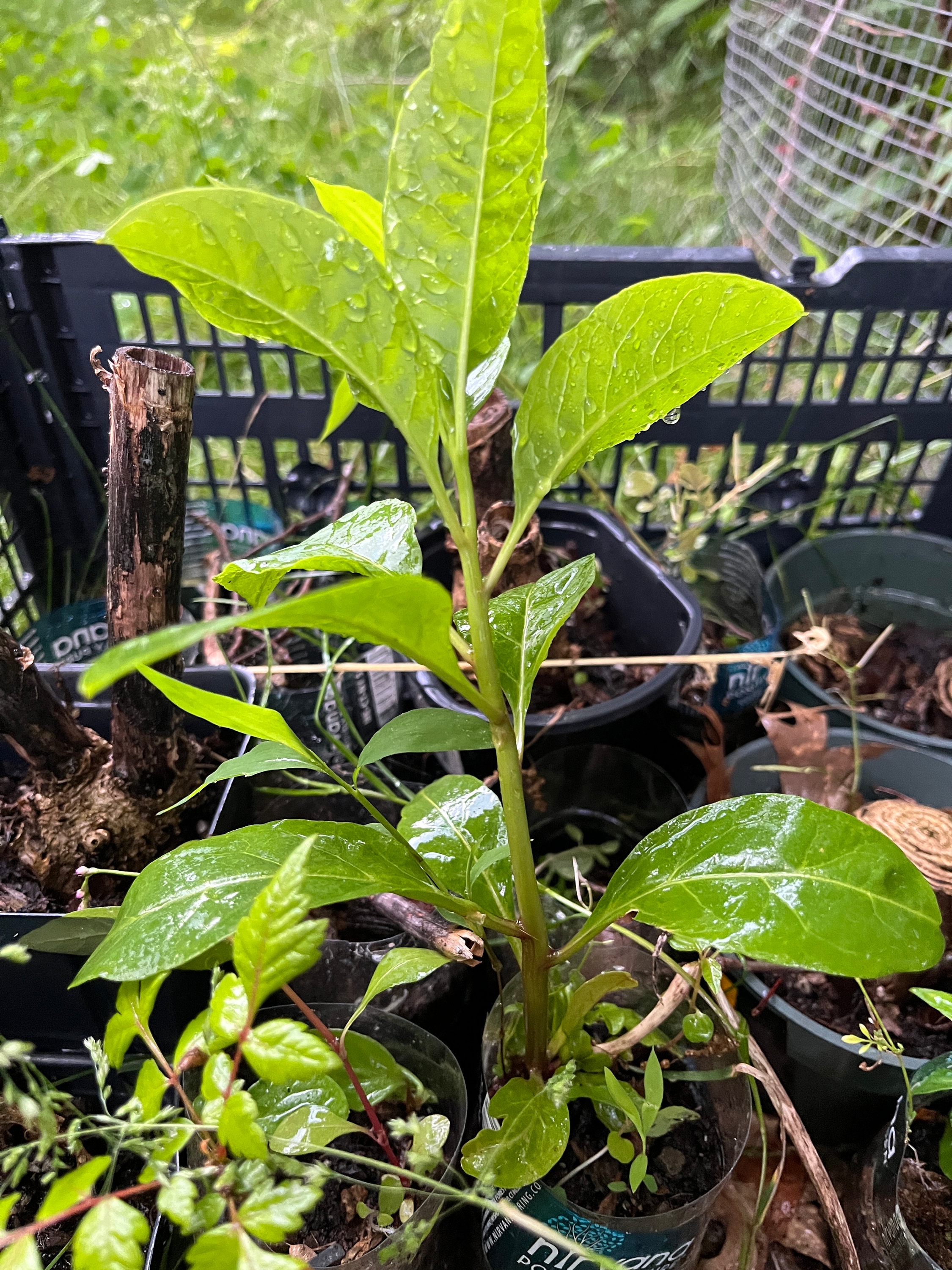 1 Starter Plant/root of Pokeberry or Pokeweed (phytolacca Americana) - Etsy