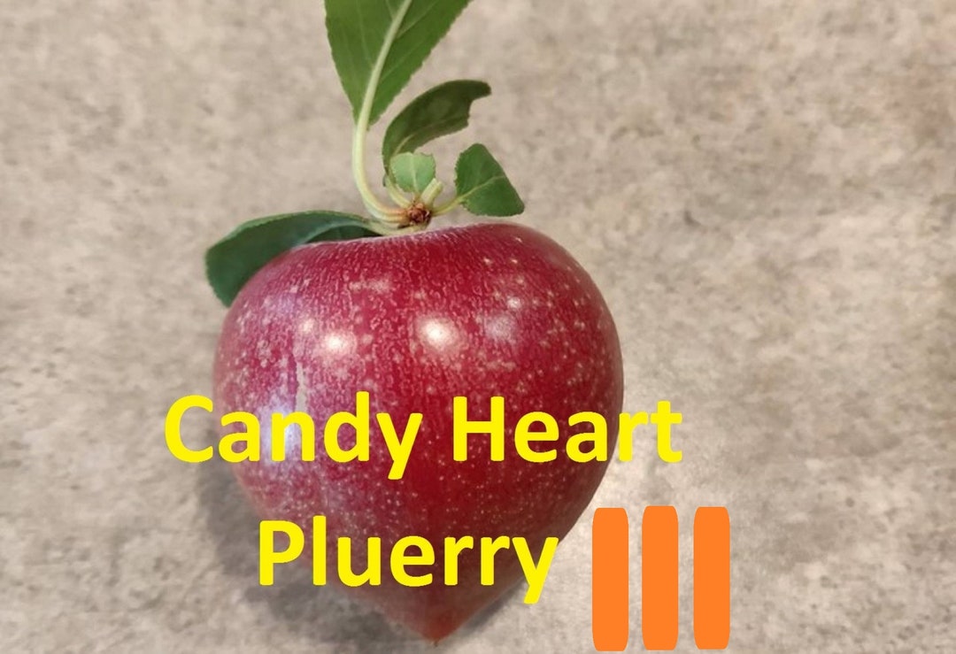 Candy Heart Pluerry Tree, Grafted, Roots Wrapped in Wet Media, 24-30 ...
