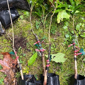 Green Pillar Pin Oak Quercus Palustris 'pringreen' Grafted Tree Plant ...