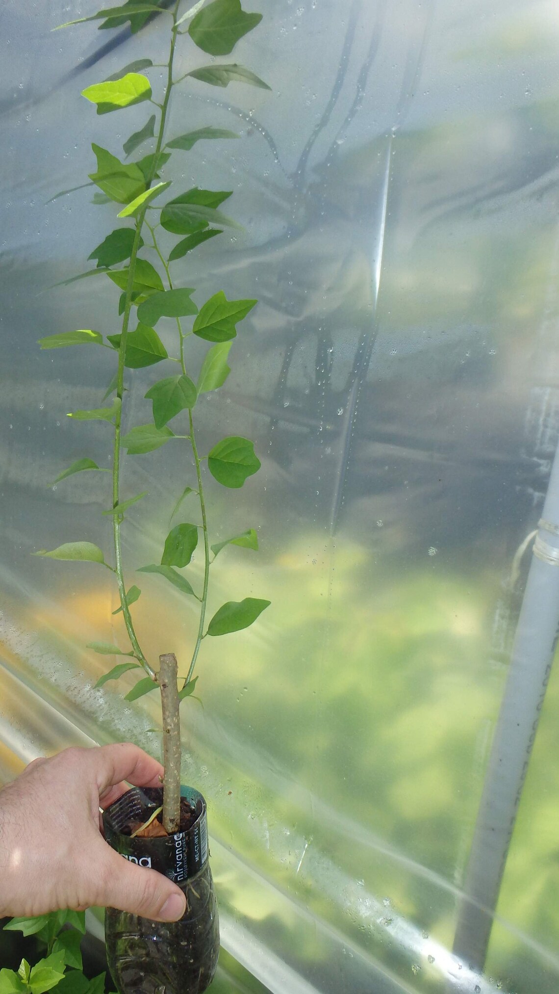 Wild Male Che Tree 1-2 Year Old Plant Cudrania Tricuspidata | Etsy
