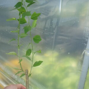 Wild Male Che Tree 1-2 Year Old Plant Cudrania Tricuspidata | Etsy