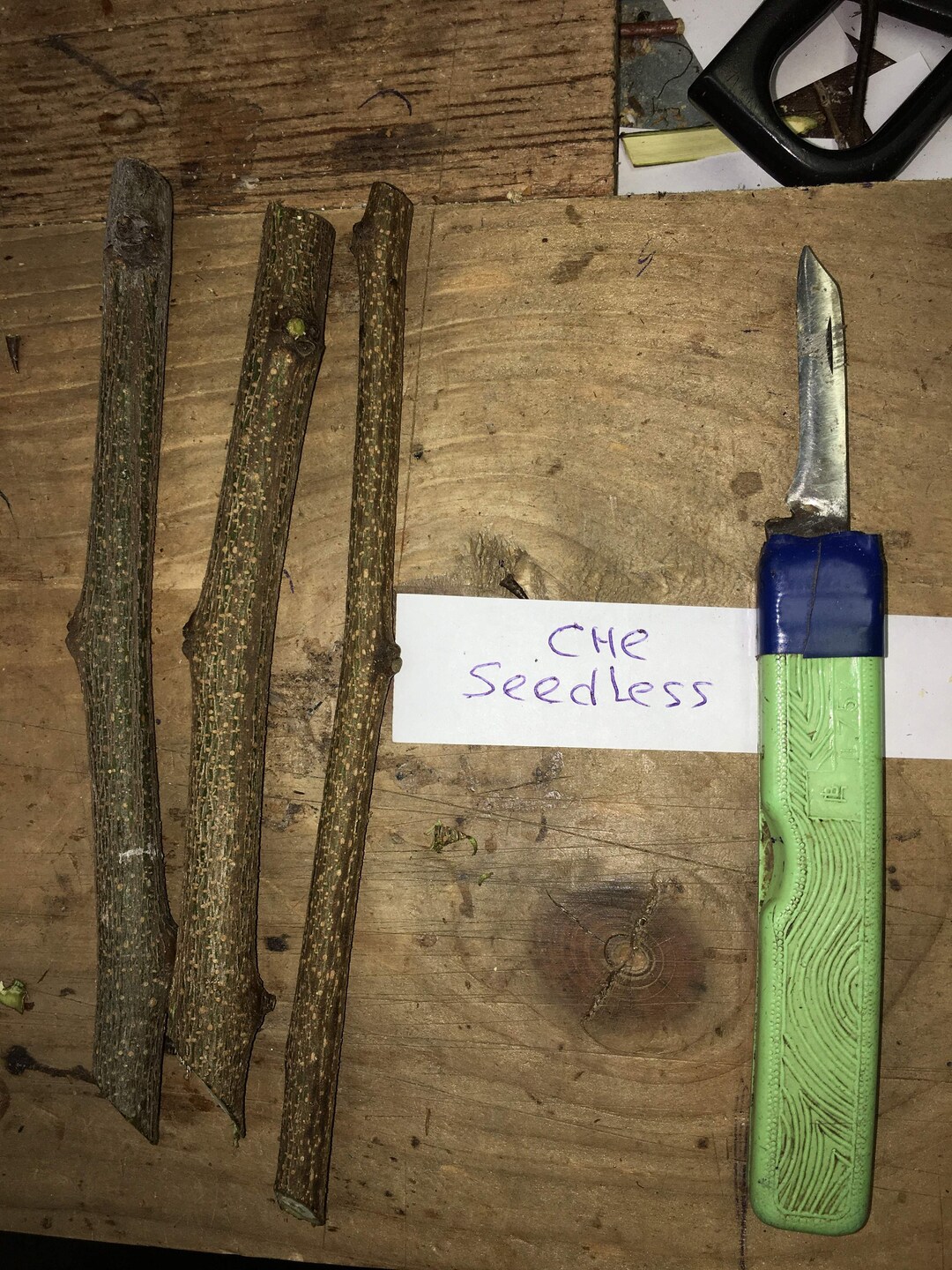 3 Thick Cuttings of Che Seedless Fruit Tree, Dormant, No Roots, No ...