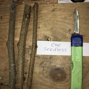 3 Thick Cuttings of Che Seedless Fruit Tree, Dormant, No Roots, No ...