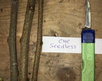 4 Cuttings of Che Seedless Fruit Tree, Dormant, No Roots, No Leaves - Etsy