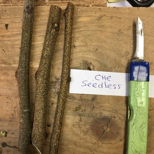 3 Thick Cuttings of Che Seedless Fruit Tree, Dormant, No Roots, No ...