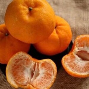Florida Only! Ponkan Mandarin, DWARF 26-30" Tall Chinese Honey Orange ...