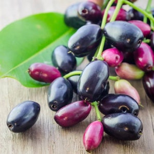 Jamun Plant syzygium Cumini Medium Coconut Coir Pot - Etsy