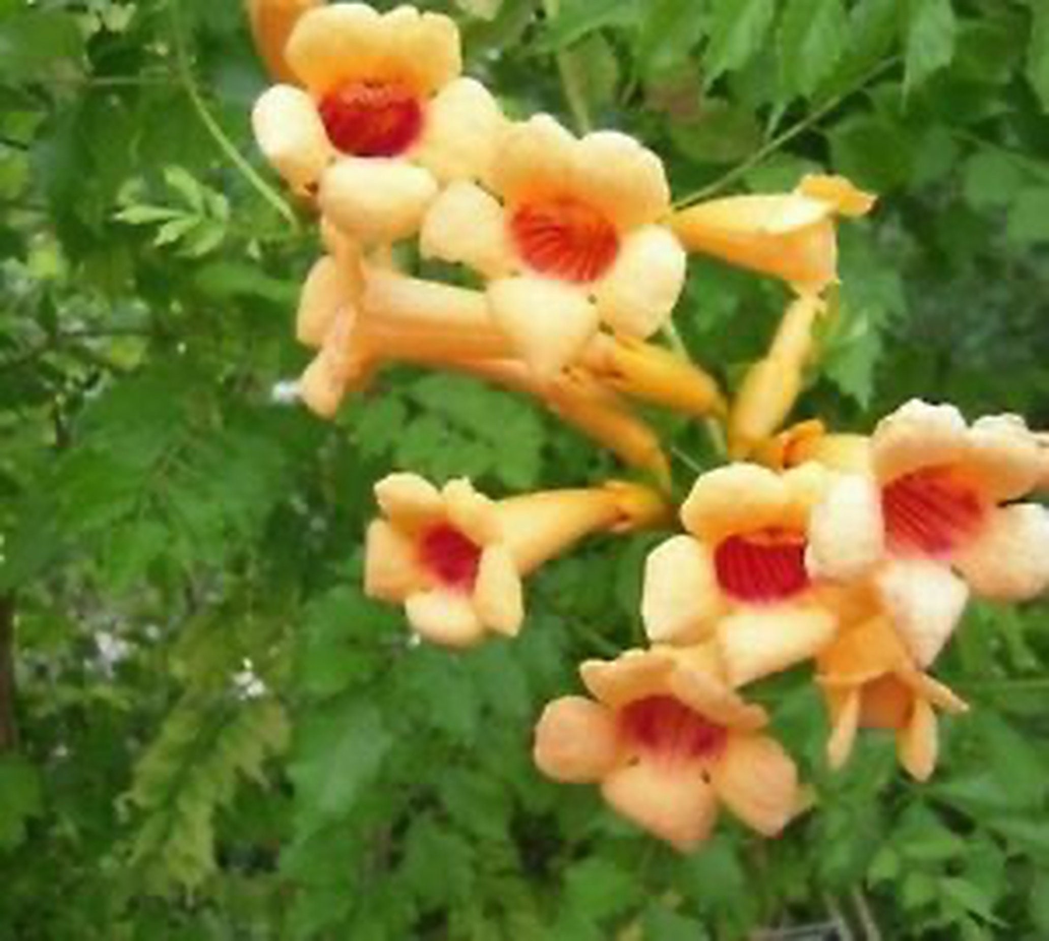 Vine CAMPSIS Radicans judy Trumpet Creeper Yellow Flowers - Etsy
