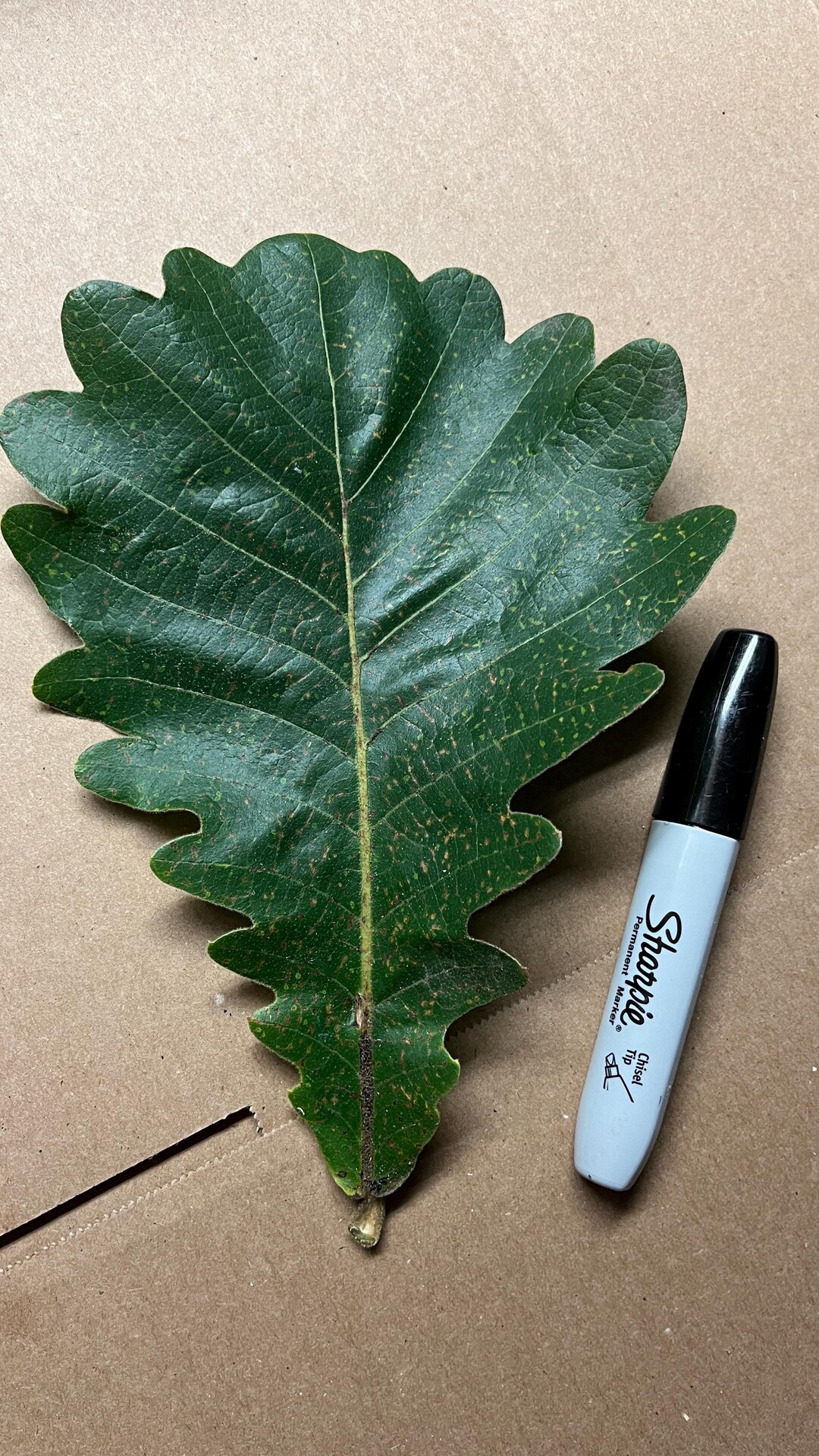 Real Pressed Oak Leaf #10 of Quercus Dentata Carl Ferris Miller Spring ...