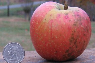 MightyoaktreeNursery - Etsy