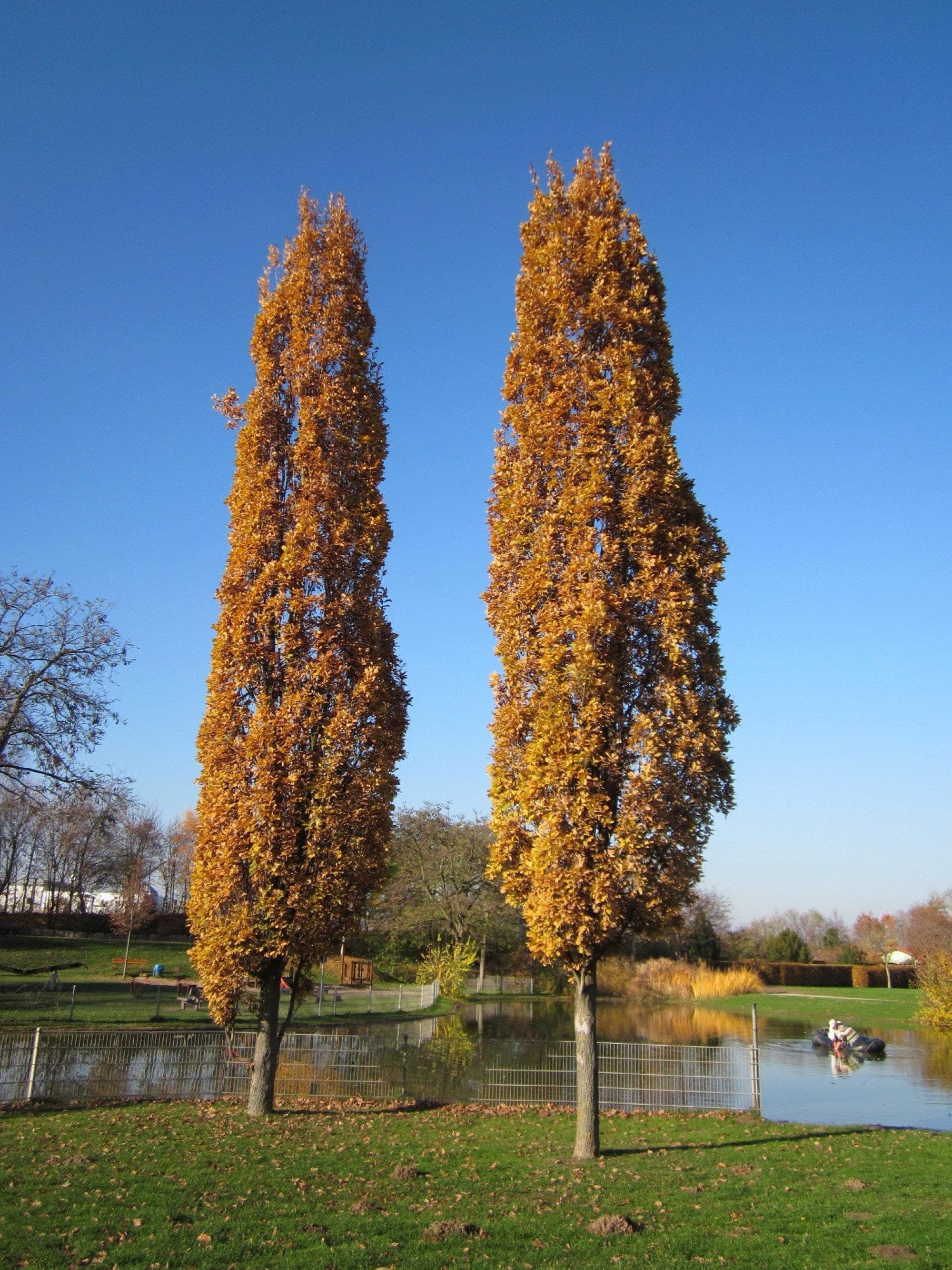 Quercus Robur Fastigiata Leaf