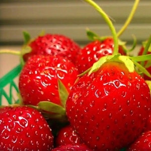 12 Everbearing Strawberry mara Des Bois PP fragaria Hybrid - Etsy