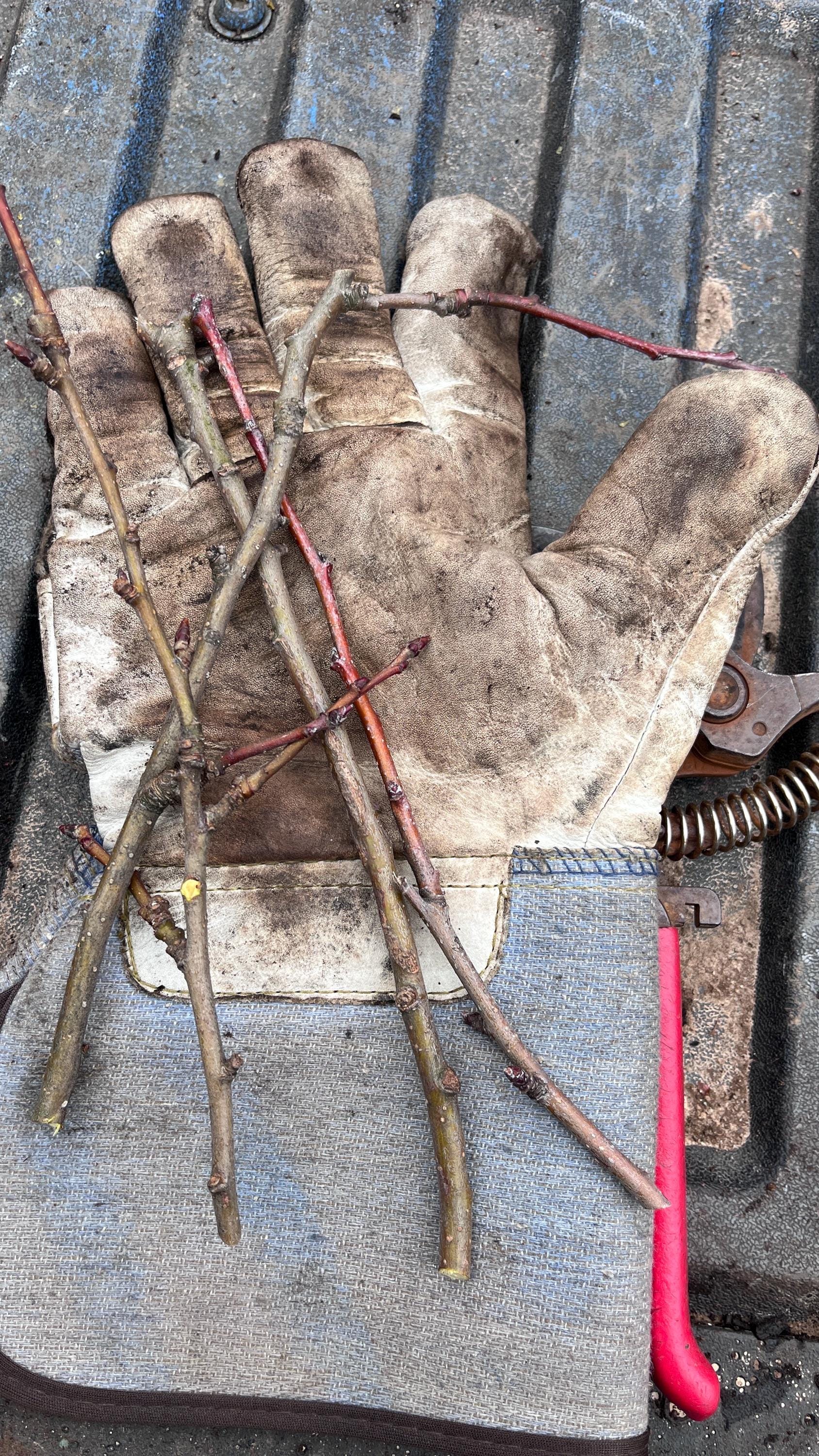 3 Dormant Scion Cuttings of Dolgo Crabapple Tree, Wrapped in Wet Media ...