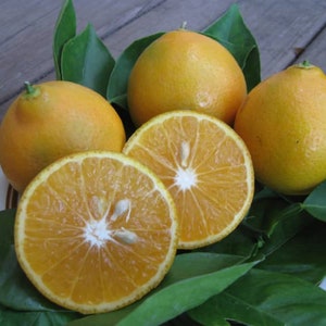 Florida Only! Minneola "honeybell" Tangelo Dwarf Tree 26-30 Inches ...