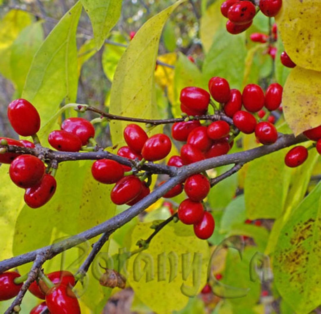 2 Yo 12-18" Tall Northern Spicebush Plant (lindera Benzoin) Bare Root ...