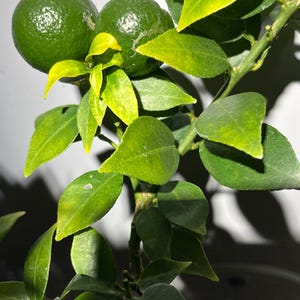 California Only! Myrtle Leaf Orange 14-20” Tall (citrus Myrtifolia ...