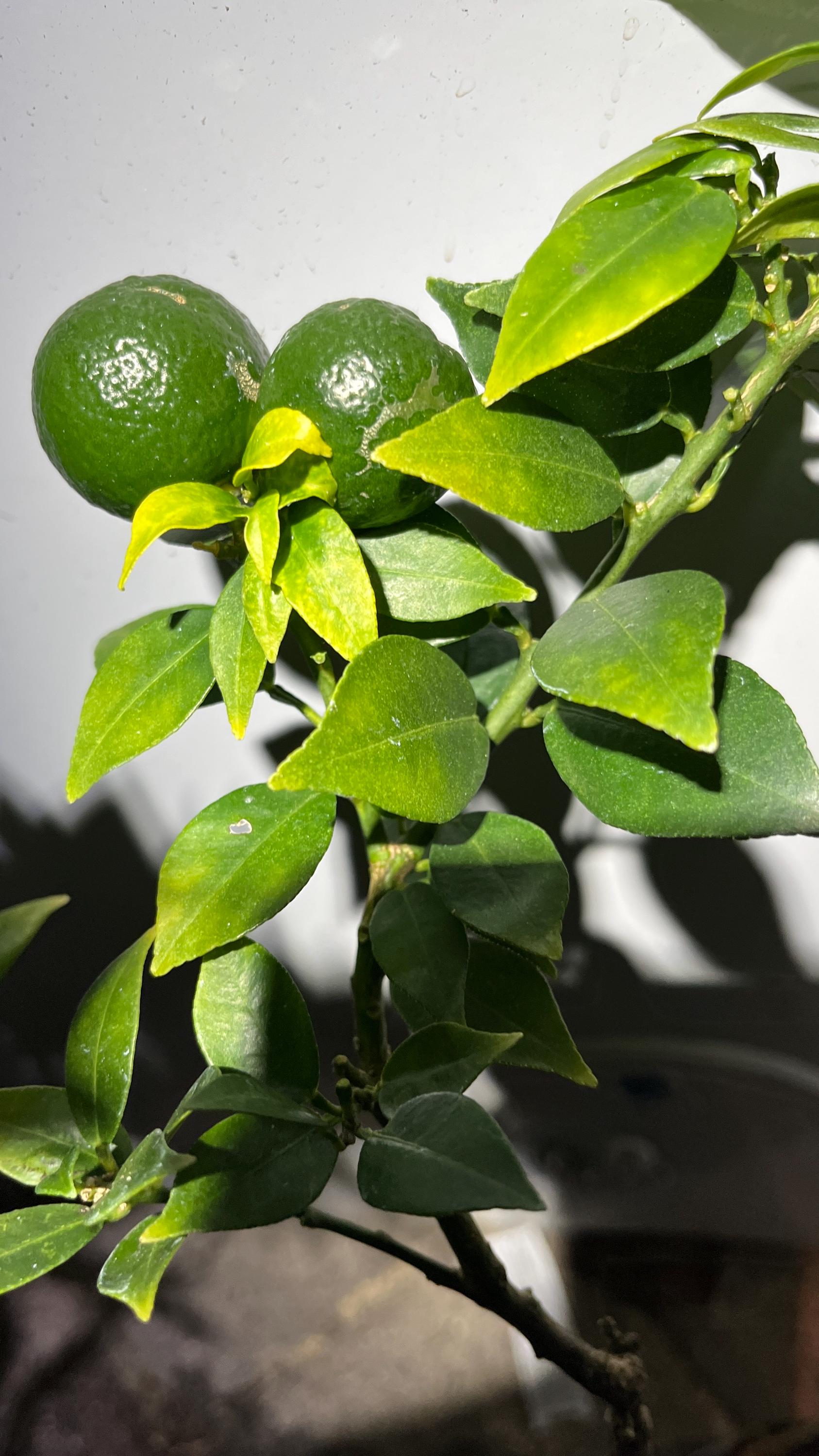 California Only! Myrtle Leaf Orange 14-20” Tall (citrus Myrtifolia ...