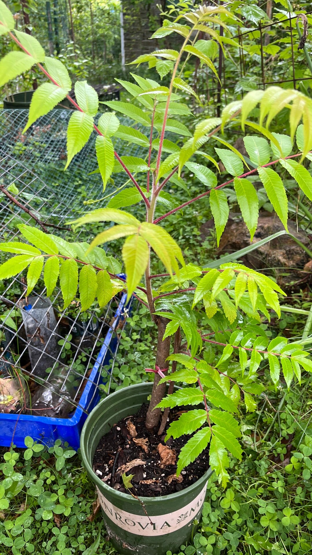 0.5-1 Gallon Potted Staghorn Sumac 2 Year Old 1-2 Ft Tall, Pink ...