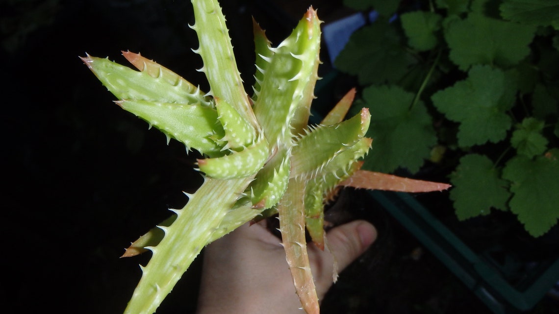 Aloe Juvenna – Tiger Tooth Aloe, Succulent 1 Year Old - Etsy