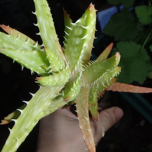 Aloe Juvenna – Tiger Tooth Aloe, Succulent 1 Year Old - Etsy
