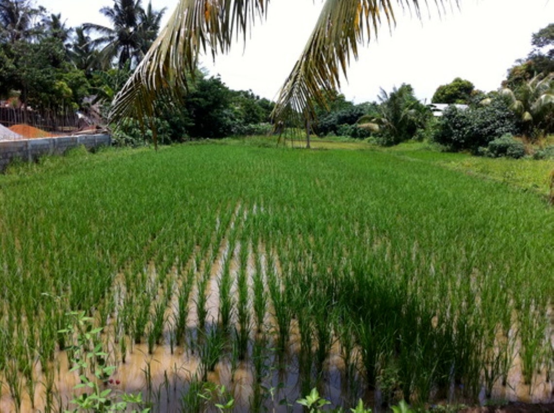 Black Rice 500 Seeds Forbidden Nutty Flavor Easy to Grow Organic Plants ...