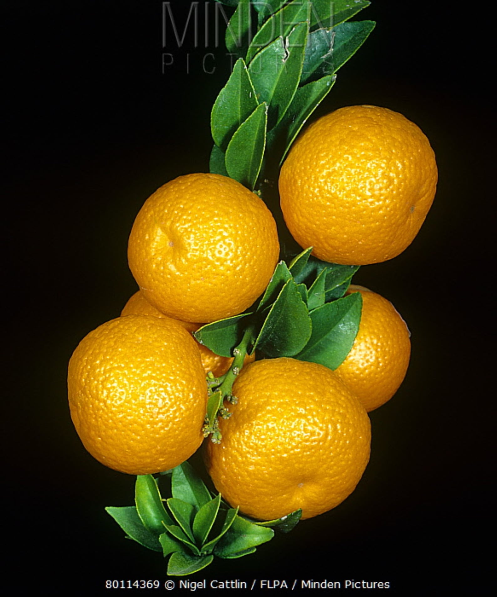 California Only! Myrtle Leaf Orange 14-20” Tall (citrus Myrtifolia ...