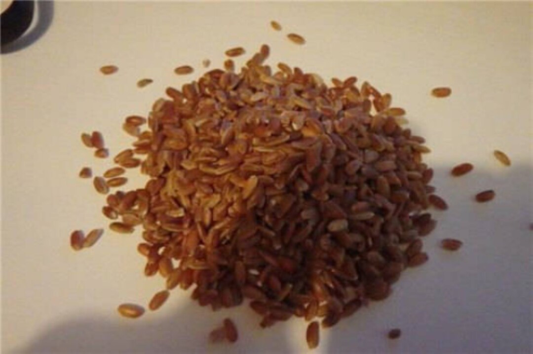 Red Rice 500 Seeds Forbidden Nutty Flavor Easy to Grow Organic Plants ...