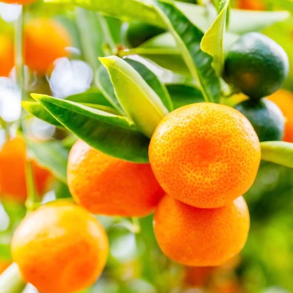 Calamansi Tree - Etsy