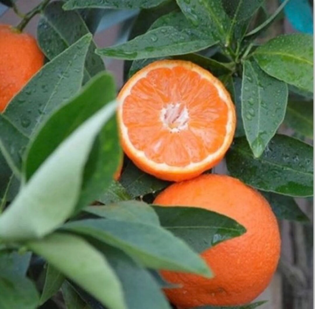 Page Mandarin Tree 24-36 Inches Tall, Grafted, No Ship Az, Nv, Fl, La ...