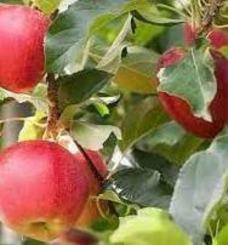 Early Summer Red Apple Tree Grafted 5x5x12 Inches Pot Size 1 Year Old ...