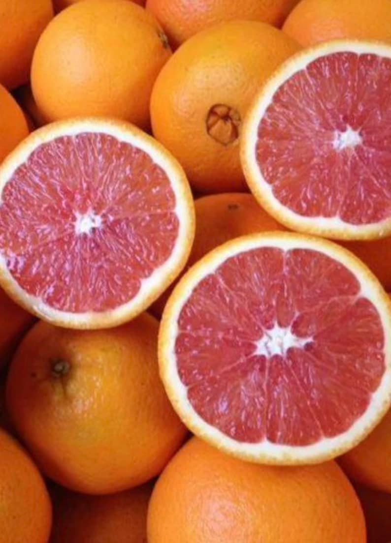Florida Only Cara Cara Red Navel Orange citrus Sinensis - Etsy