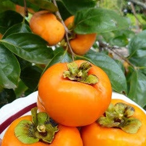 Fuyu Persimmon Tree 4-5 Ft. Bare-root Sent January to April - Etsy