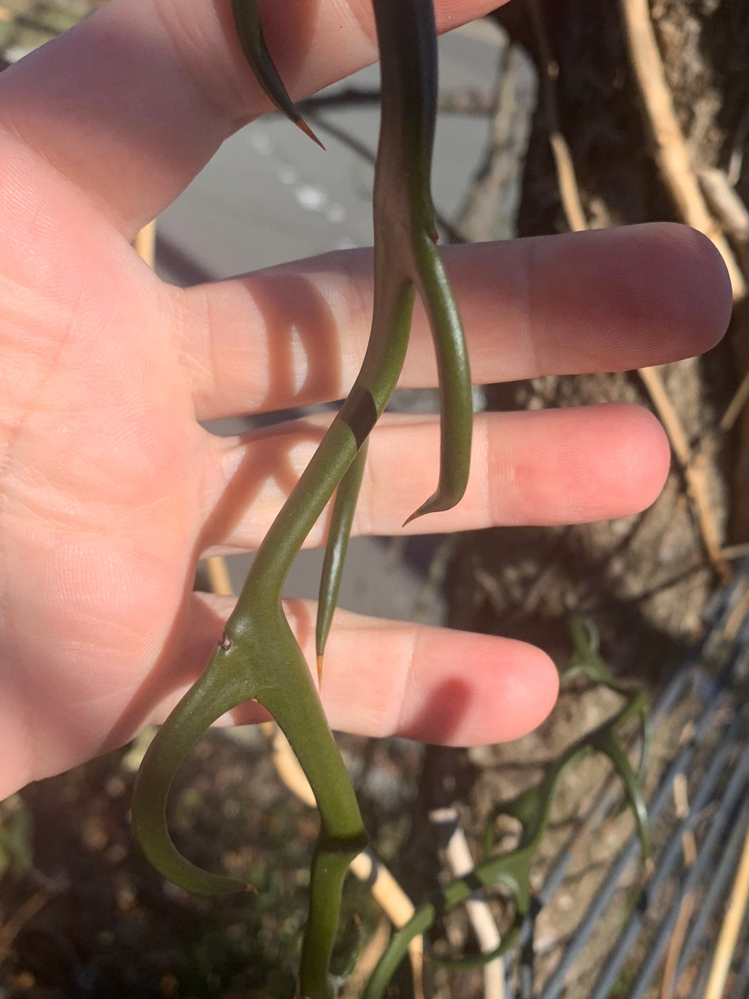 3 Scion Cuttings Trifoliate Orange (poncirus Trifoliata) "flying Dragon ...