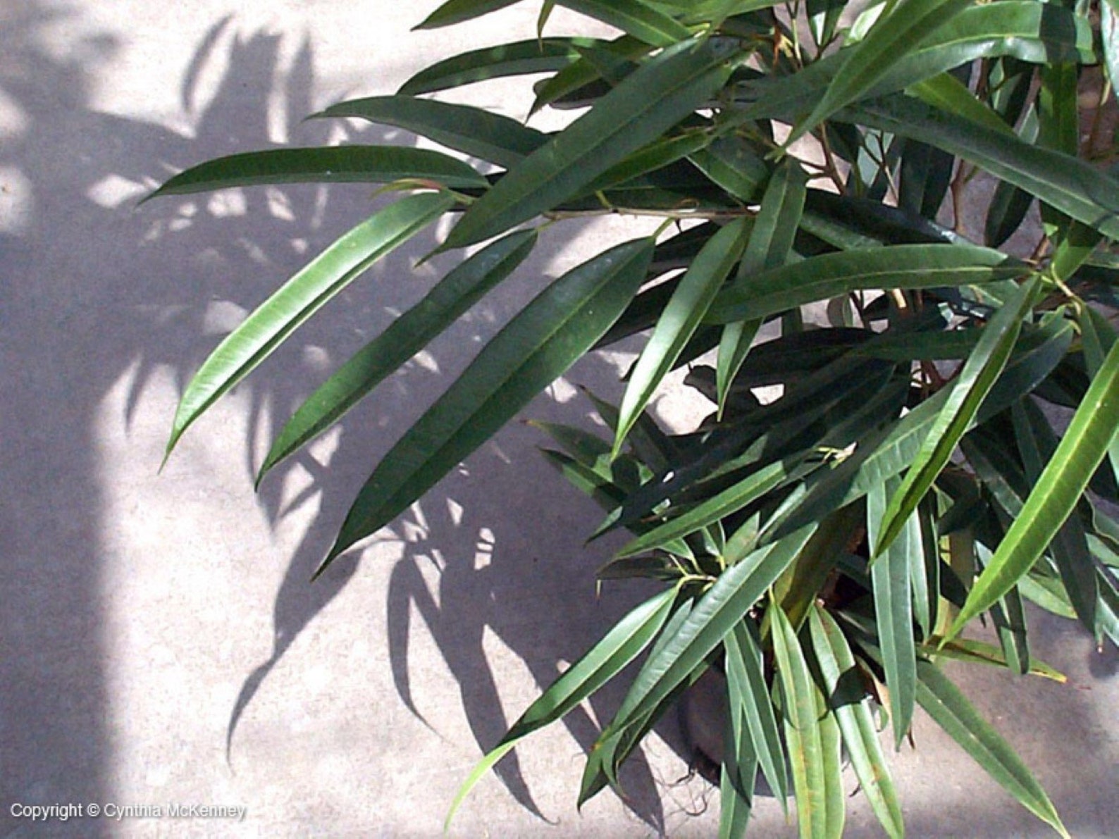 Ficus Maclellandii Alii Banana-leaf Ficus Fig alii Rare - Etsy