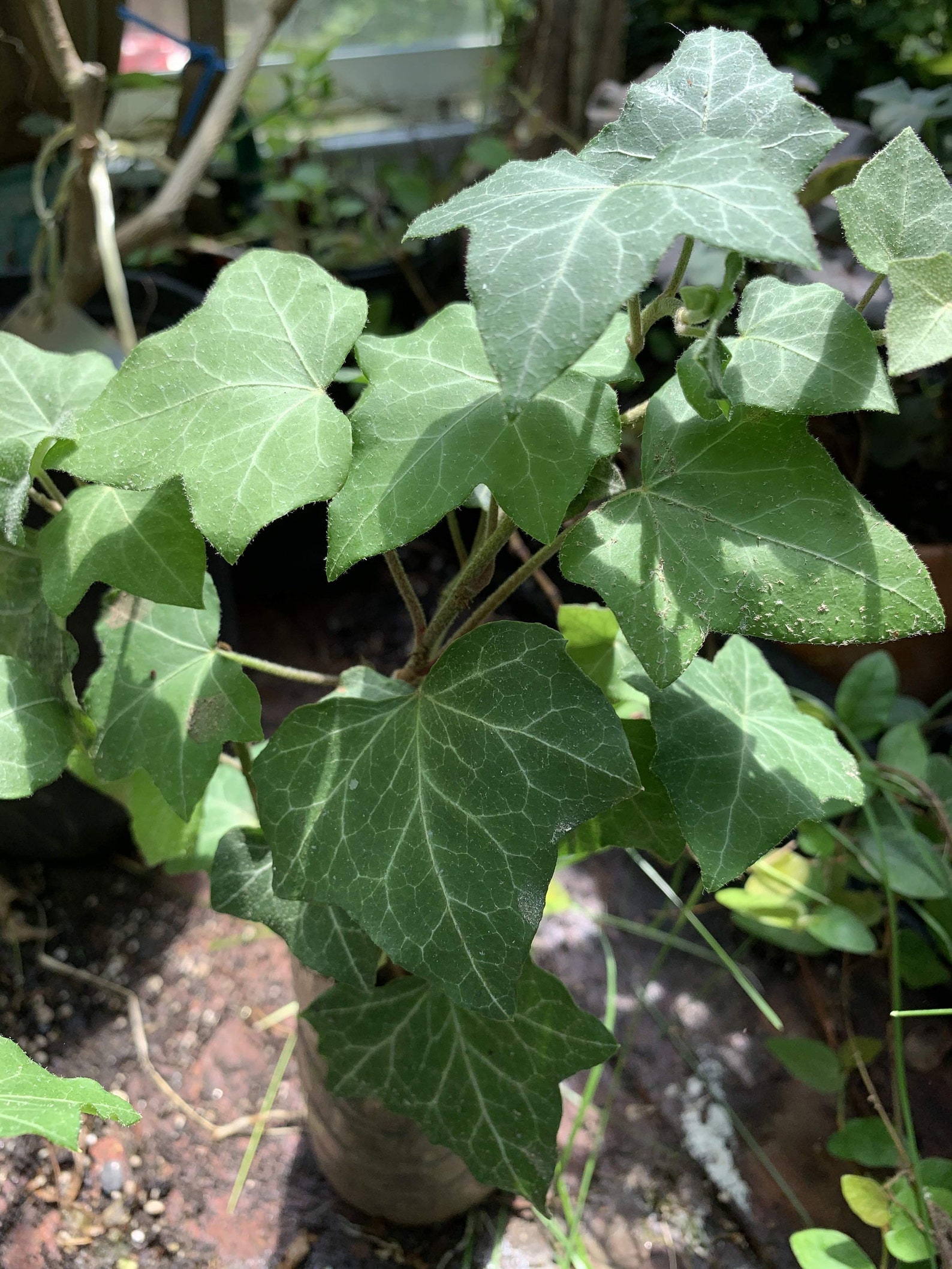 Ivy Hedera Helix Rooted Plant Baltic Ivy or Baltica Rare | Etsy