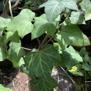 Ivy Hedera Helix Rooted Plant - Baltic Ivy or Baltica, Rare Unique ...