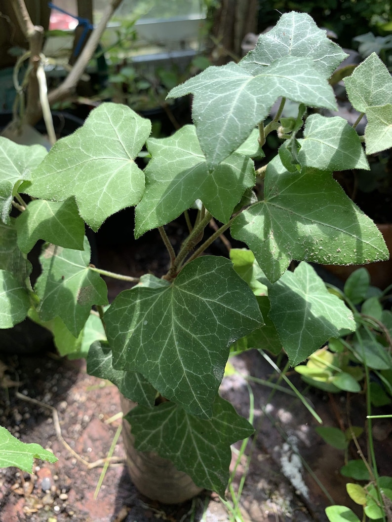 Ivy Hedera Helix Rooted Plant Baltic Ivy or Baltica Rare - Etsy
