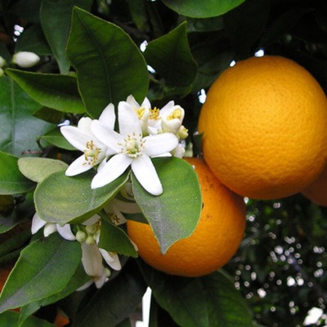 For Florida Only!! 18-26" Tall Hamlin (louisiana) Sweet Orange Tree ...