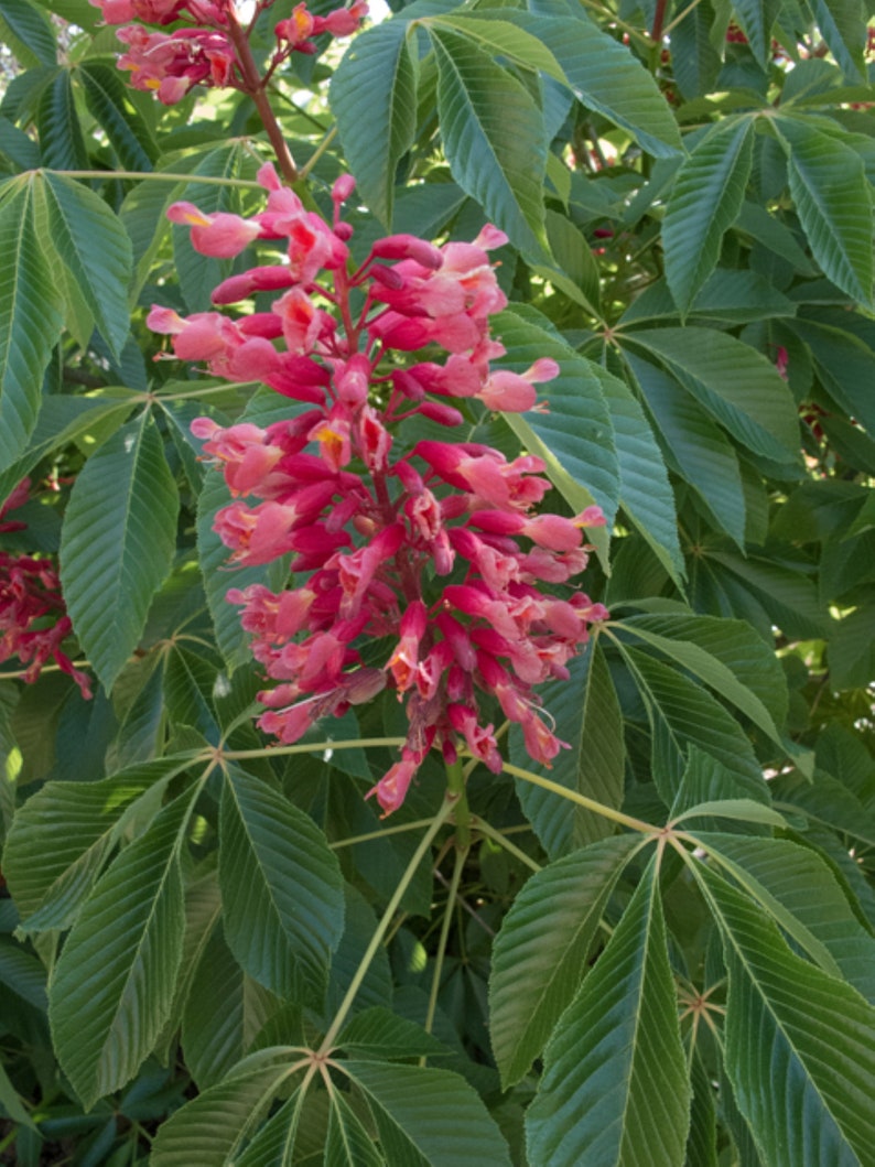 3-9” Tall Aesculus Pavia (scarlet Red Buckeye) 1 Yo Plant, Bareroot - Etsy