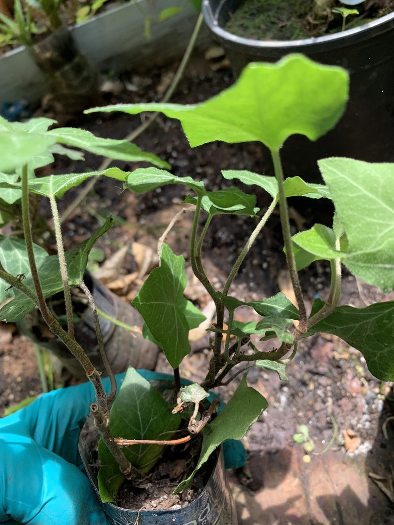 Ivy Hedera Helix Rooted Plant Baltic Ivy or Baltica Rare - Etsy