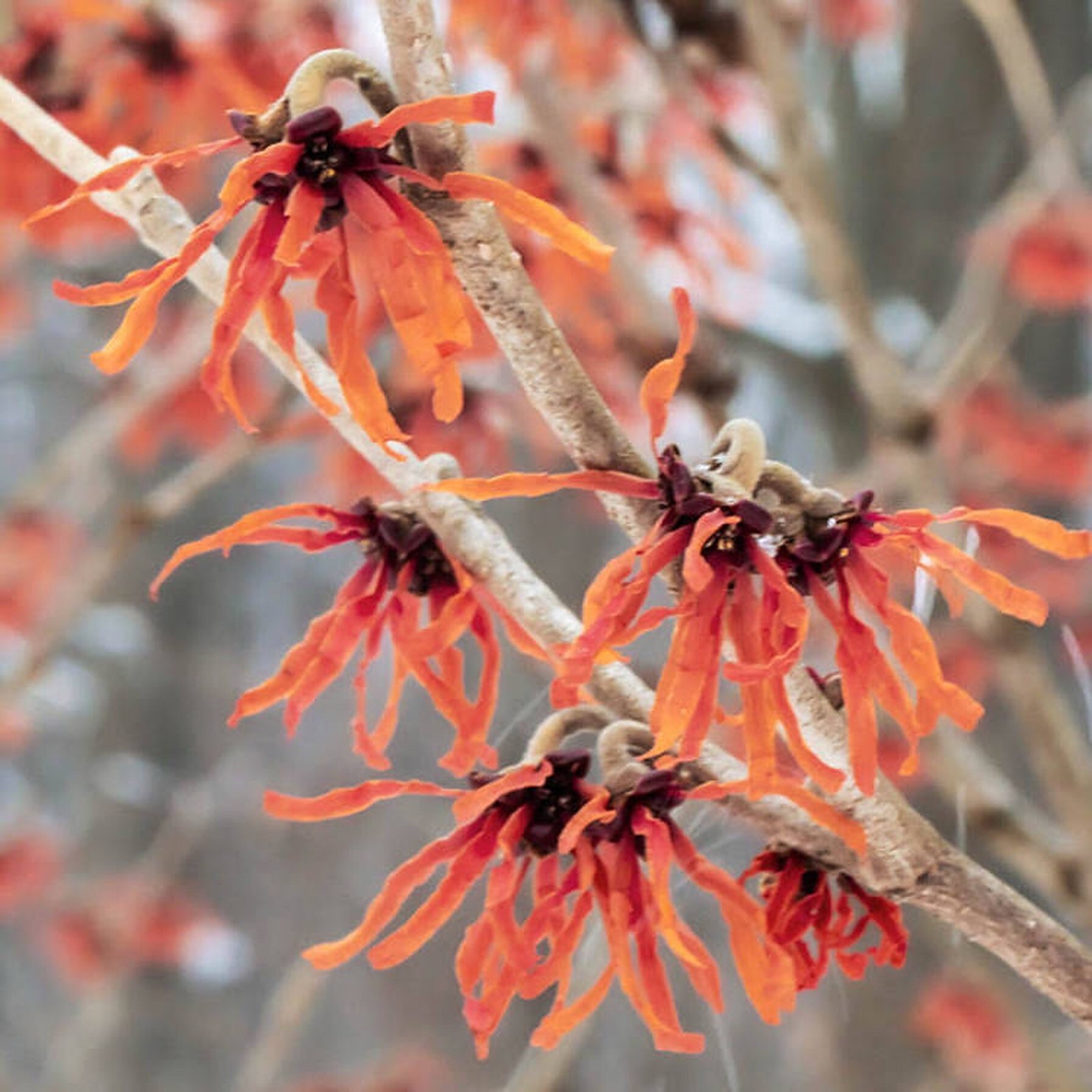 Hamamelis Intermedia diane 1 Year Old Plant Grafted | Etsy