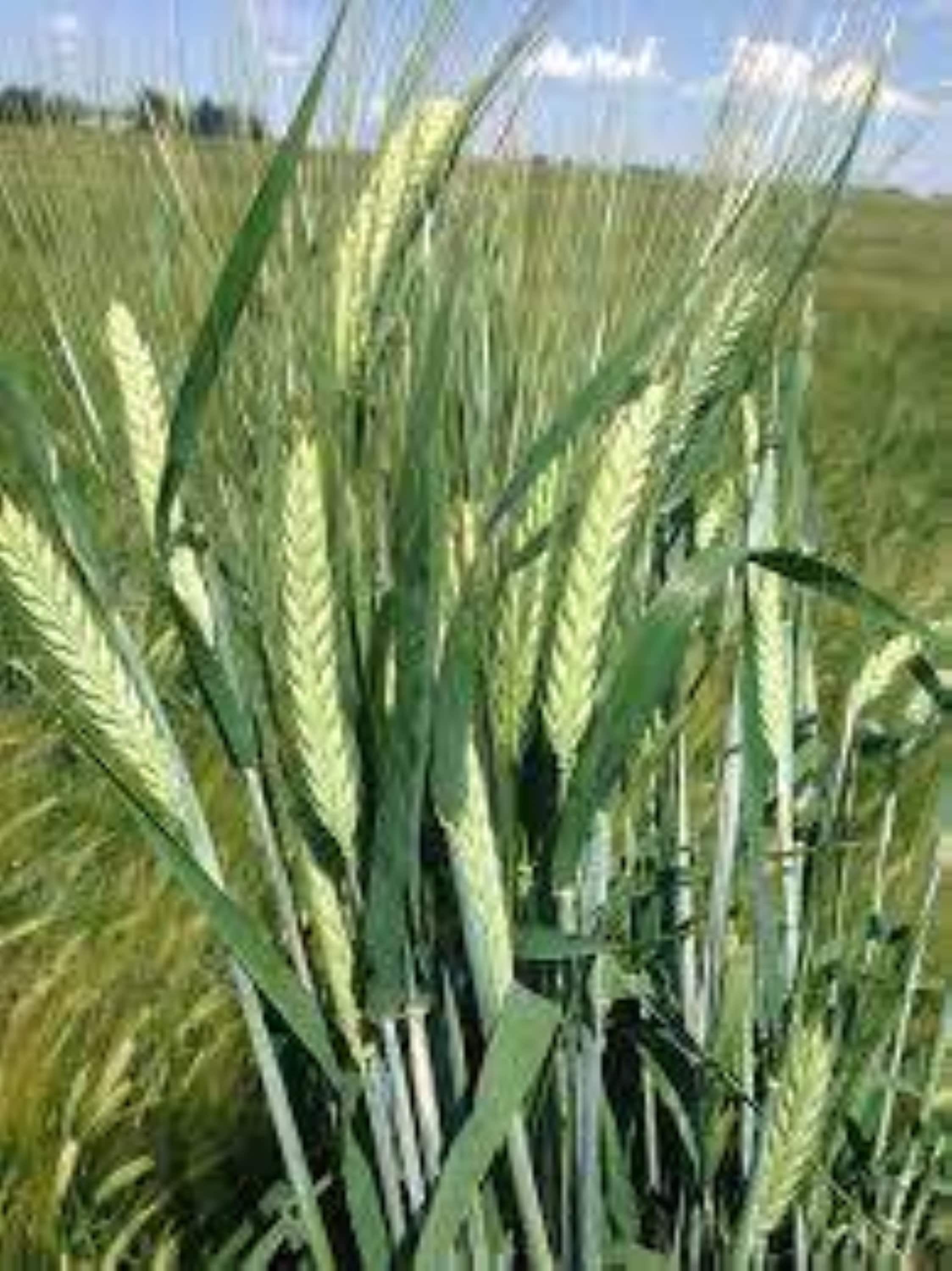 200 Seeds of Barley High Germination Rate, Heirloom Non-gmo Fresh Seeds ...