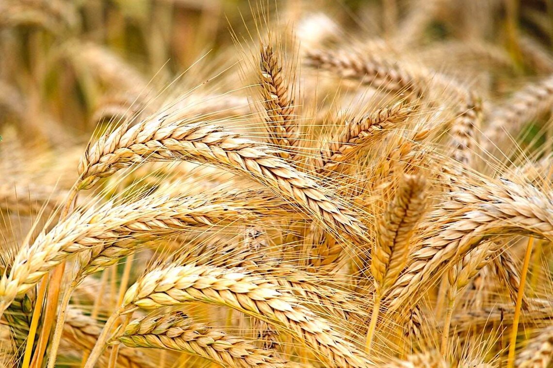 200 Seeds of Barley High Germination Rate, Heirloom Non-gmo Fresh Seeds ...