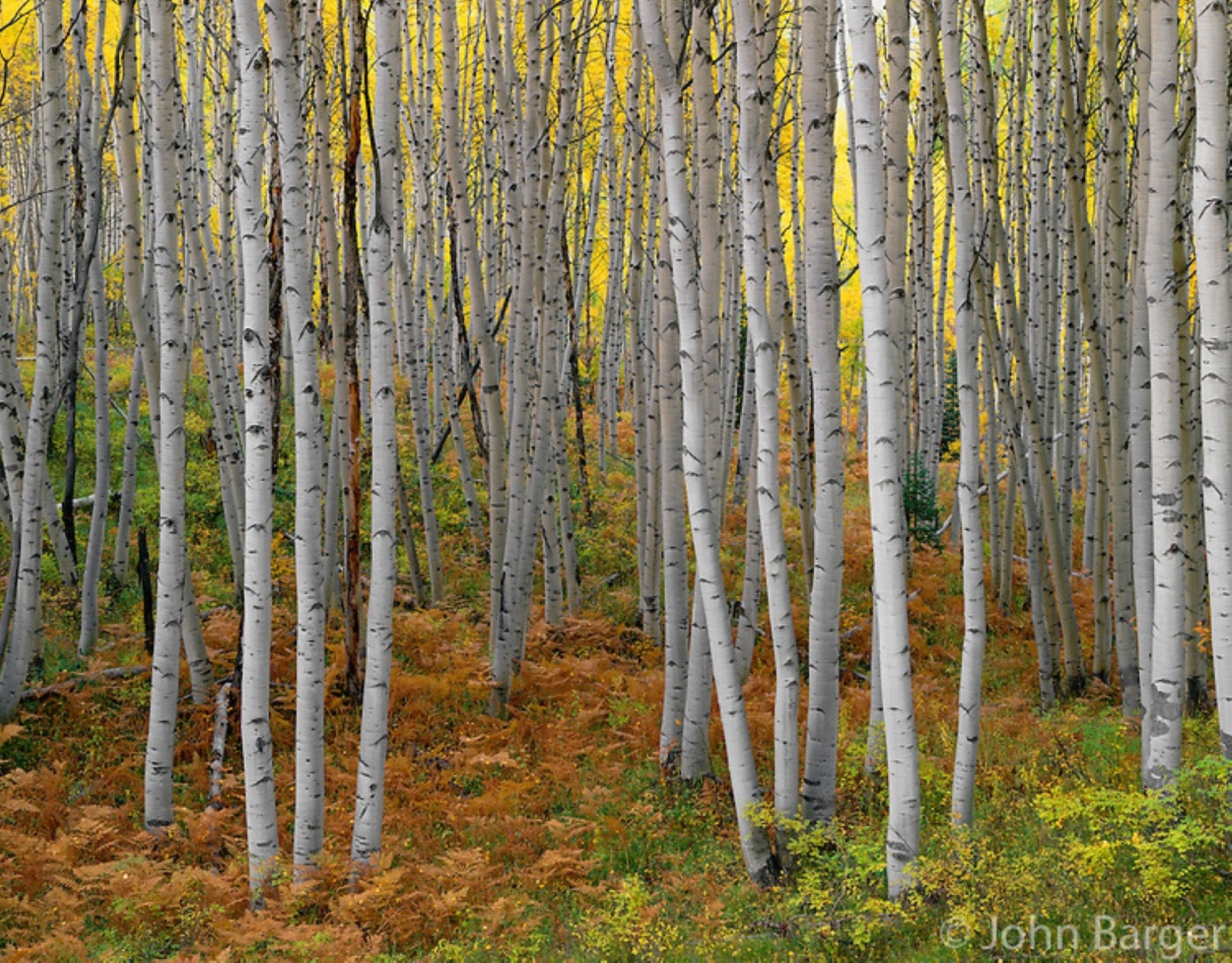 24-36” Tall Quaking Aspen 2-3 Year Old Live Plant - Etsy