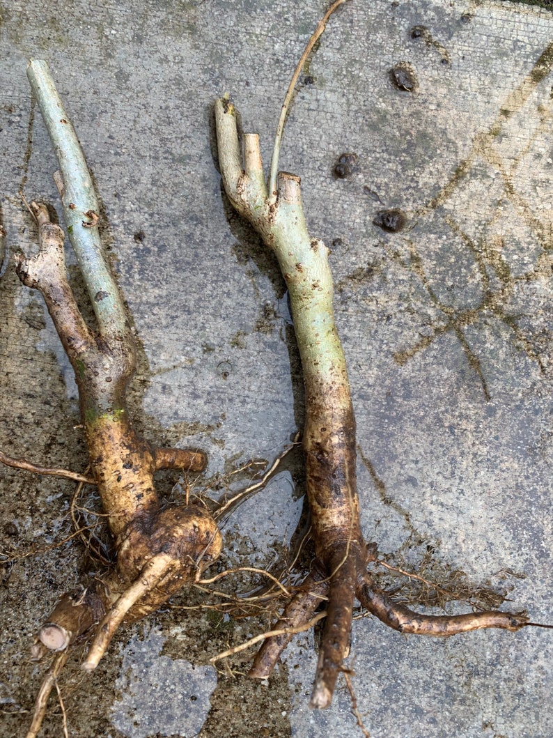 White Ash Tree Stubby Bonsai 2-3 Year Old Sent Bareroot - Etsy