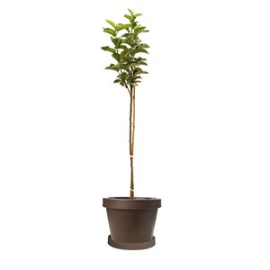Red Fuji Apple Tree 4-5’ Grafted, Over Sized, Bare Root, Not for CA - Etsy