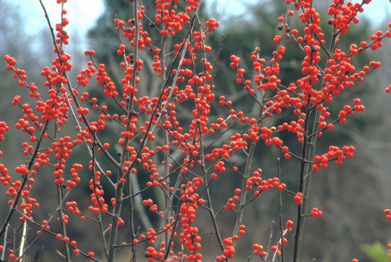 Winterberry Berry Poppins Set of 2 Plants (ilex Verticillata) Male and ...