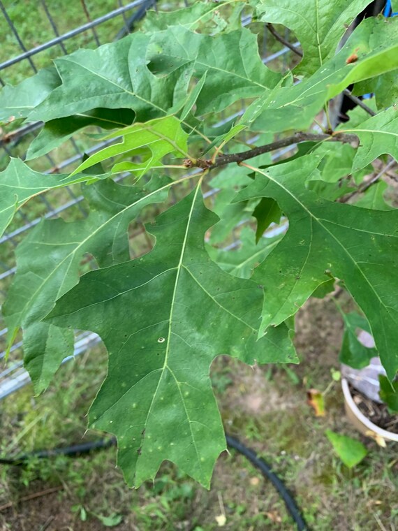 Post Oak Quercus stellata bare root live 1-2 year old plant Craft ...