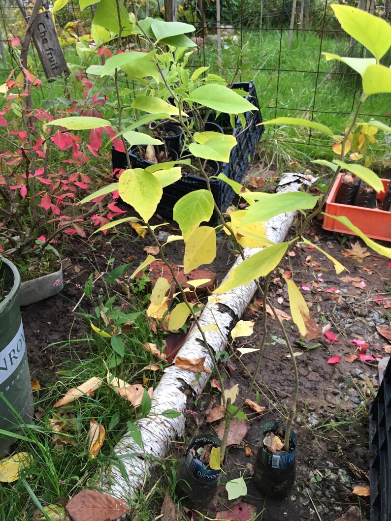 Wild Male Che Tree 1-2 Year Old Plant Cudrania Tricuspidata | Etsy